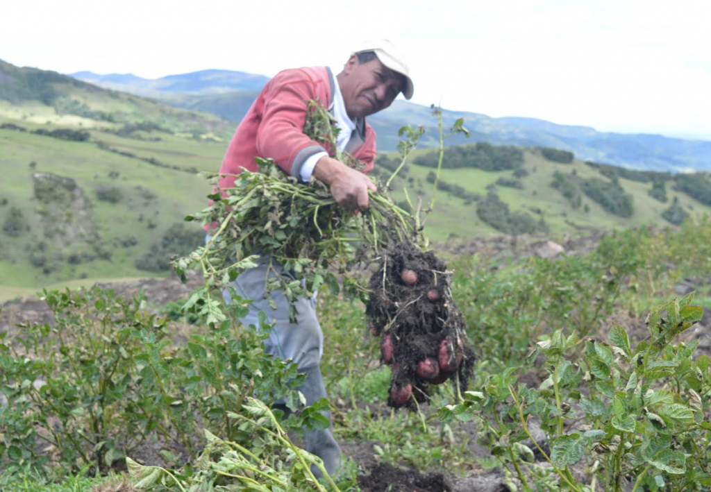 Radio Visión Cuenca 106.1 » Preparan cosecha de papa súper chola en Shaglly