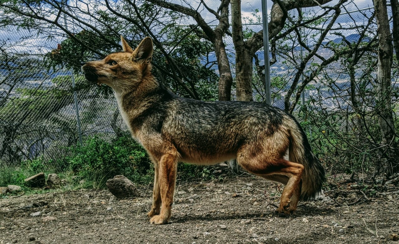 Radio Visión Cuenca 106.1 » Dos lobos de páramo fueron reinsertados a ...